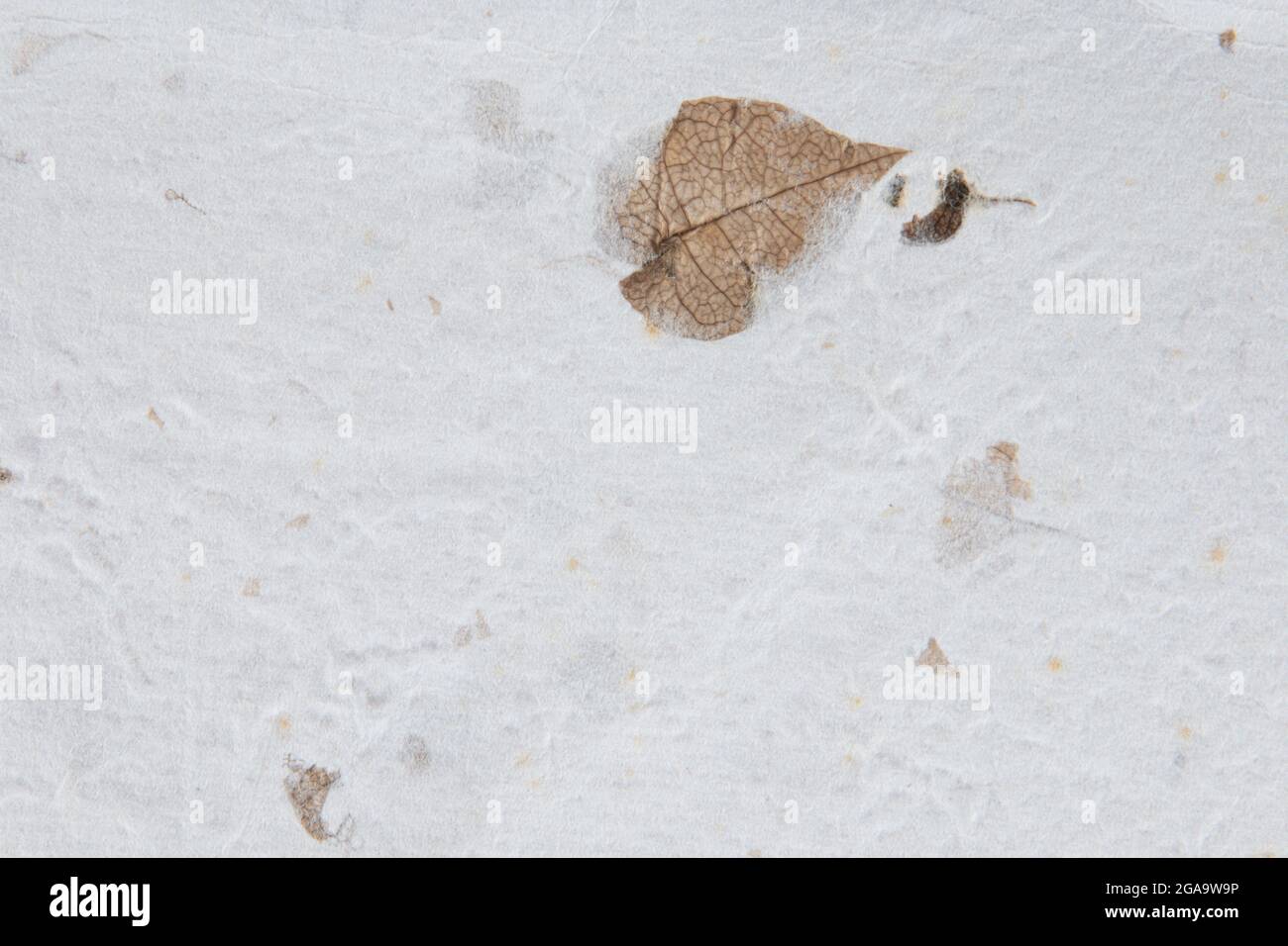 Texture of recycled handmade paper with leaves Stock Photo - Alamy