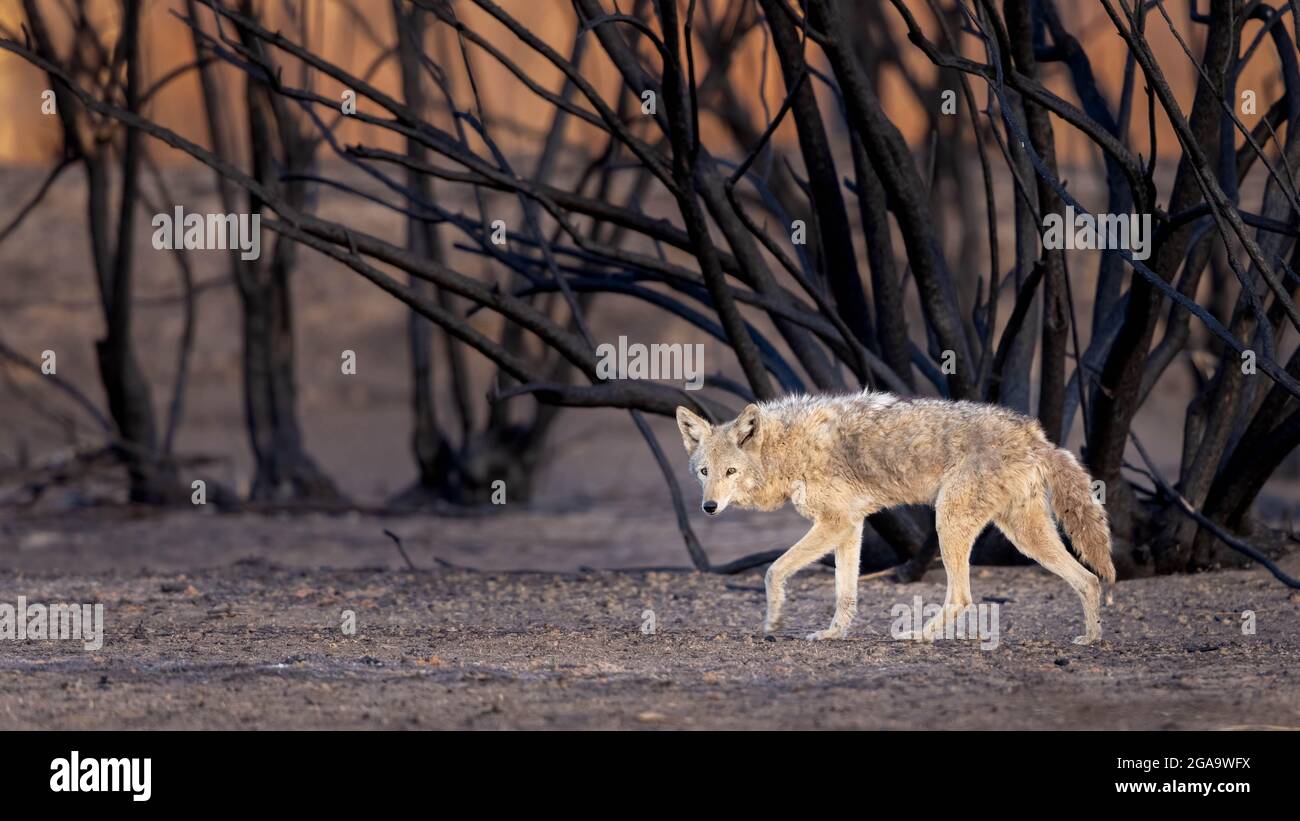 Coyote, (Canis latrans), Bosque del Apache National Wildlife Refuge ...