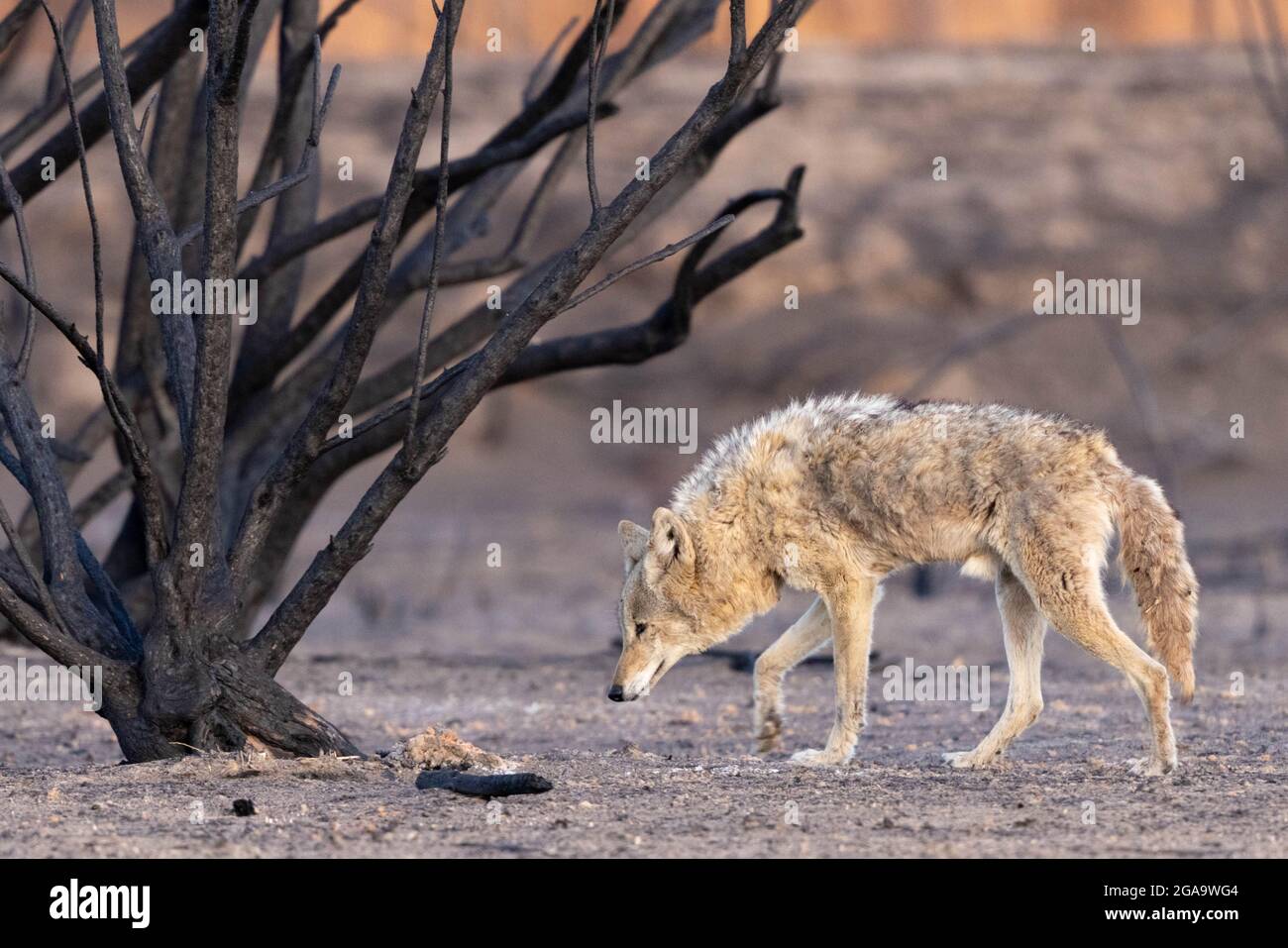 Coyote, (Canis latrans), Bosque del Apache National Wildlife Refuge ...