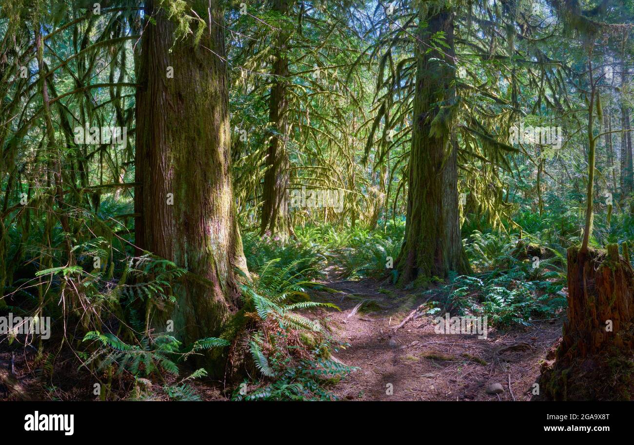 Pacific Northwest Forest Lichen. Beard Lichen hanging from the branches ...