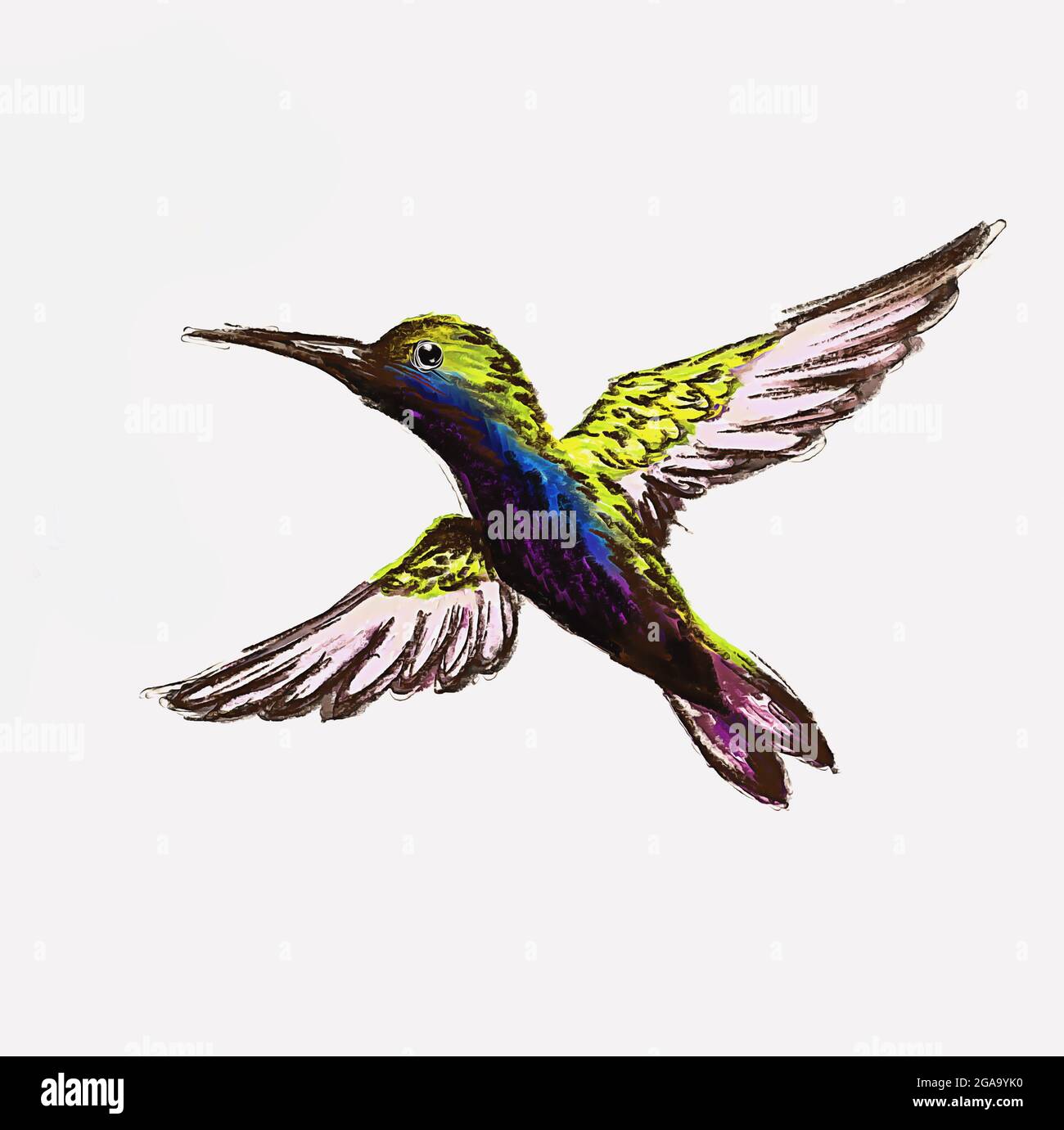 Hummingbird Flying Drawing