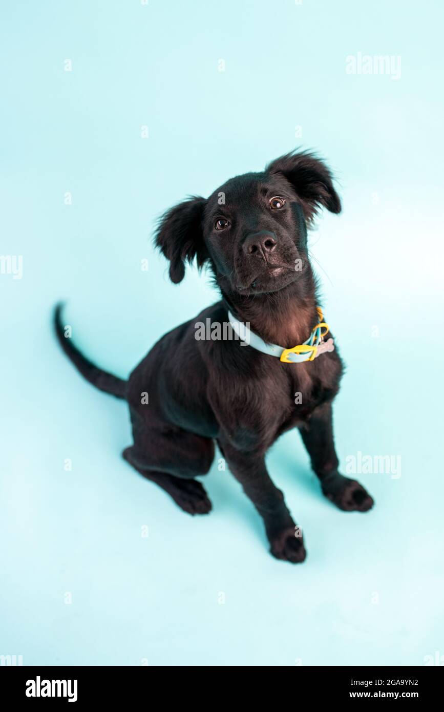 Black Lab Mix