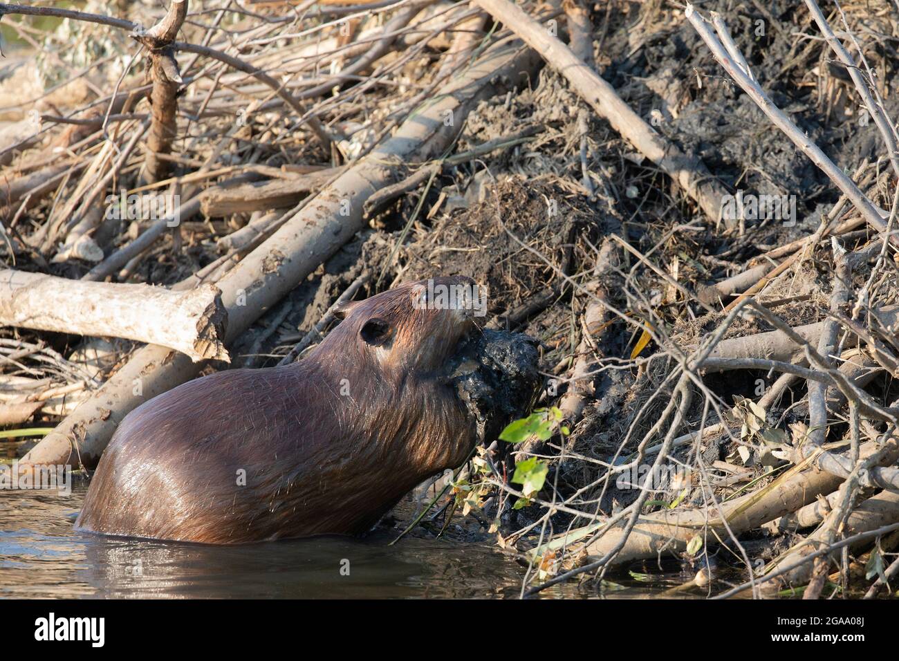 Beaver building a lodge by plastering mud on tree branches in the wood ...