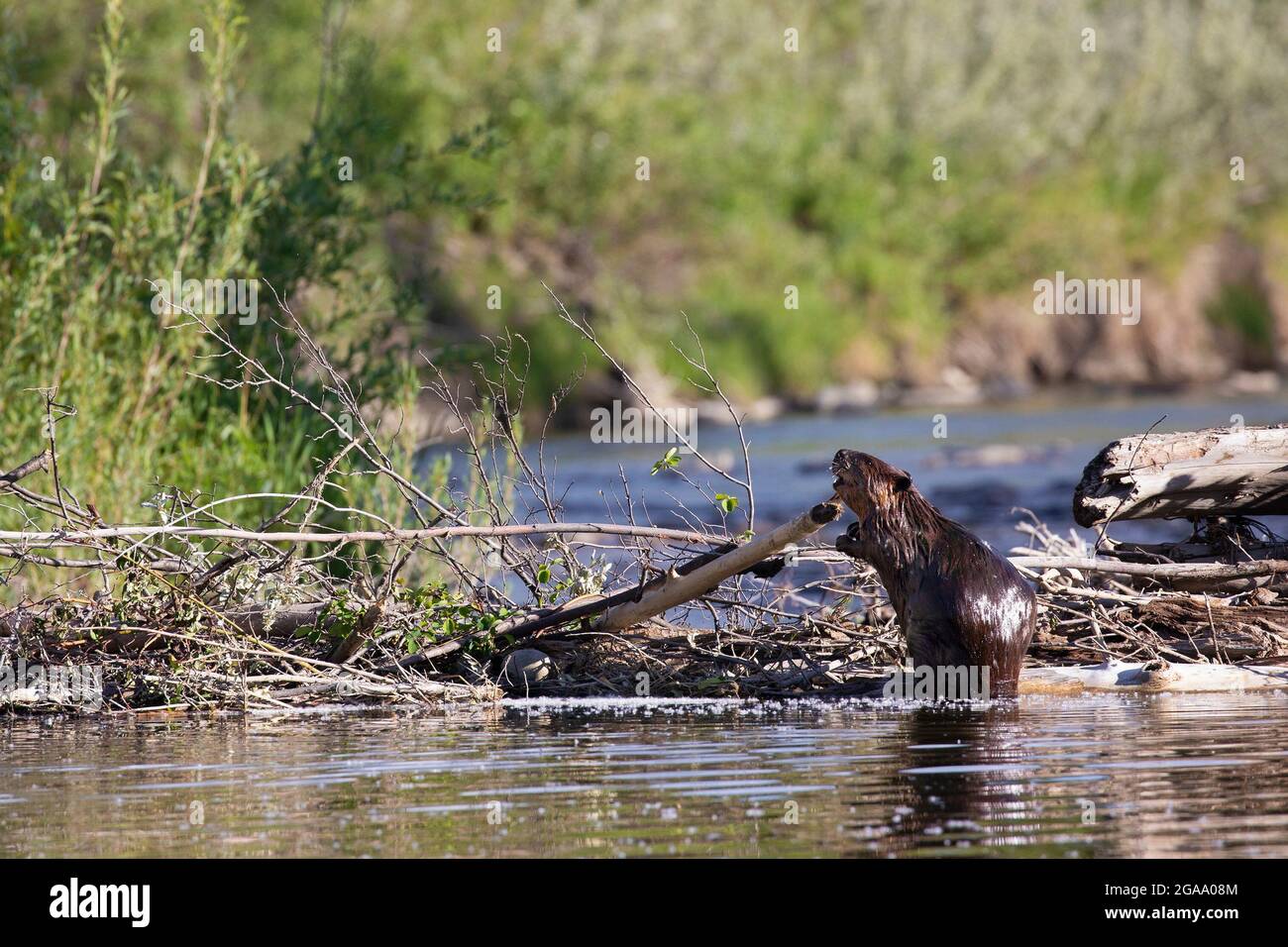 Beaver making dam hi-res stock photography and images - Alamy