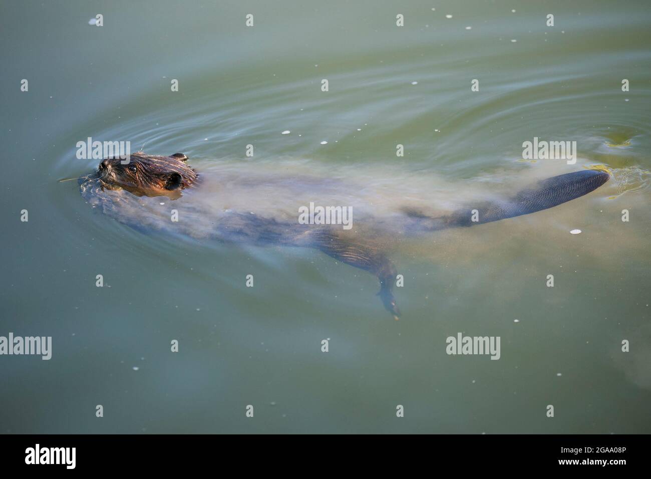 Swimming In Mud High Resolution Stock Photography and Images - Alamy