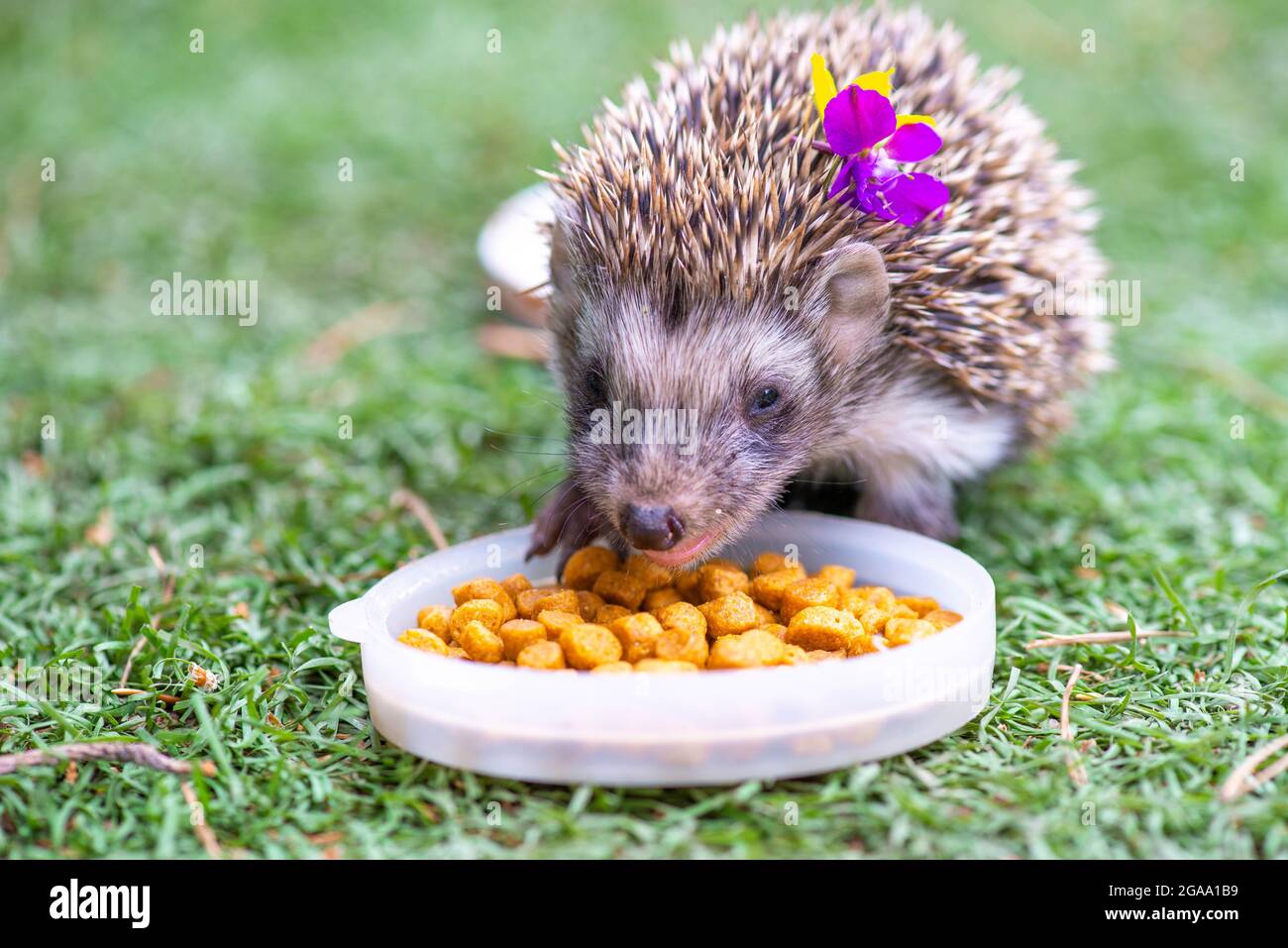 cool hedgehog sitting in a green meadow Stock Photo - Alamy