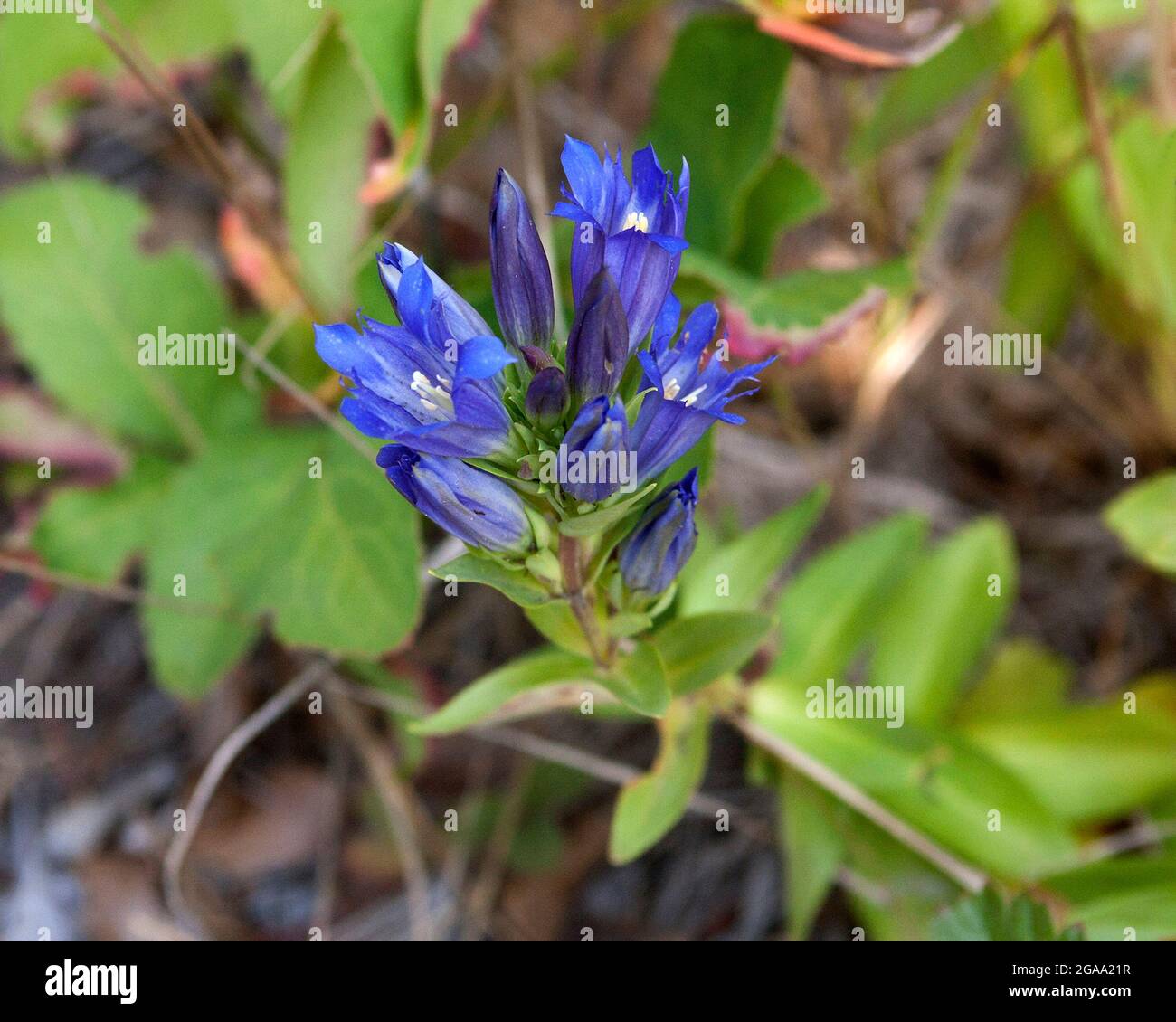 The blue gentian wildflower hi-res stock photography and images - Alamy