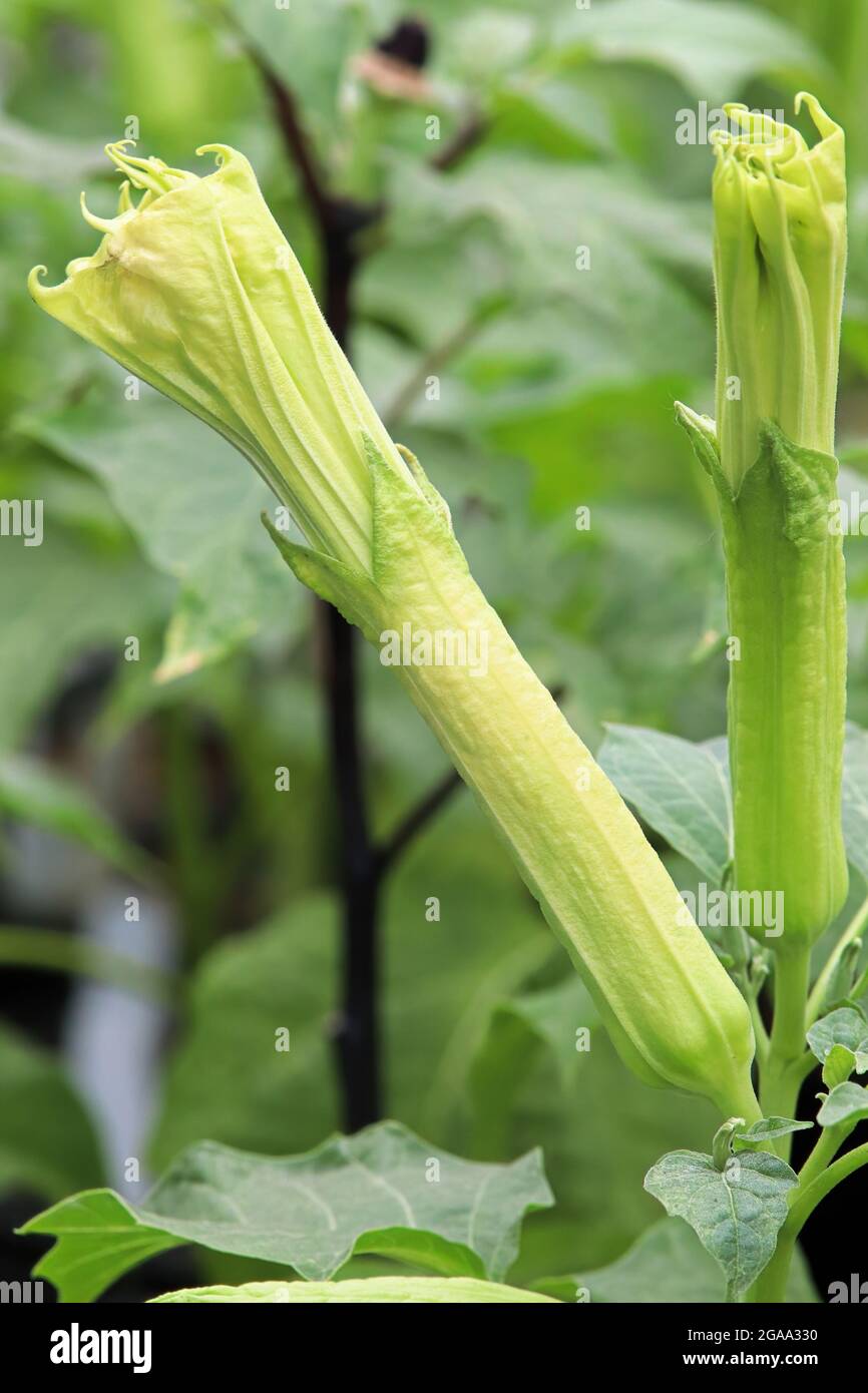 Closeup datura flower moonflower hi-res stock photography and images ...