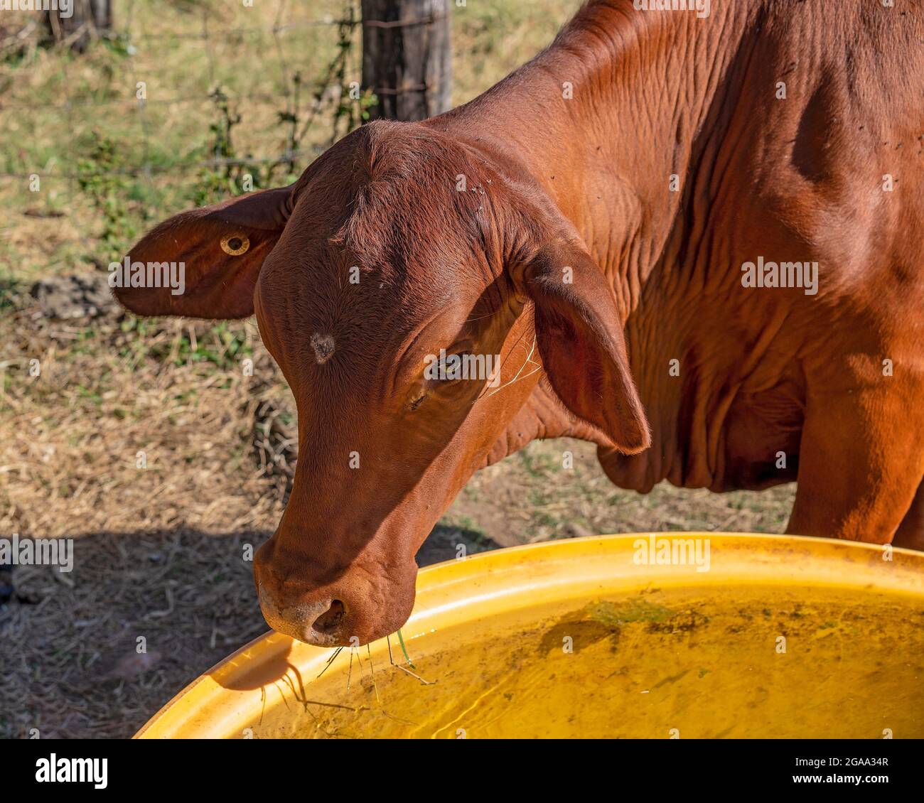 Cow having a drink of water out of a trough Stock Photo - Alamy