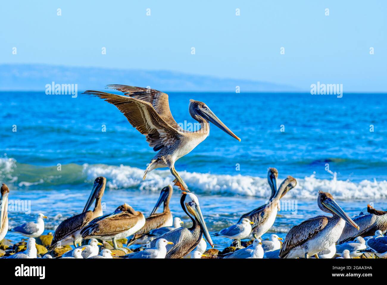California Brown Pelican ( Pelecanus occidentalis californicus) in ...