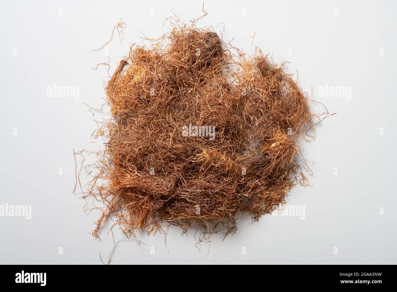 Maydis stigma maydis hi-res stock photography and images - Alamy