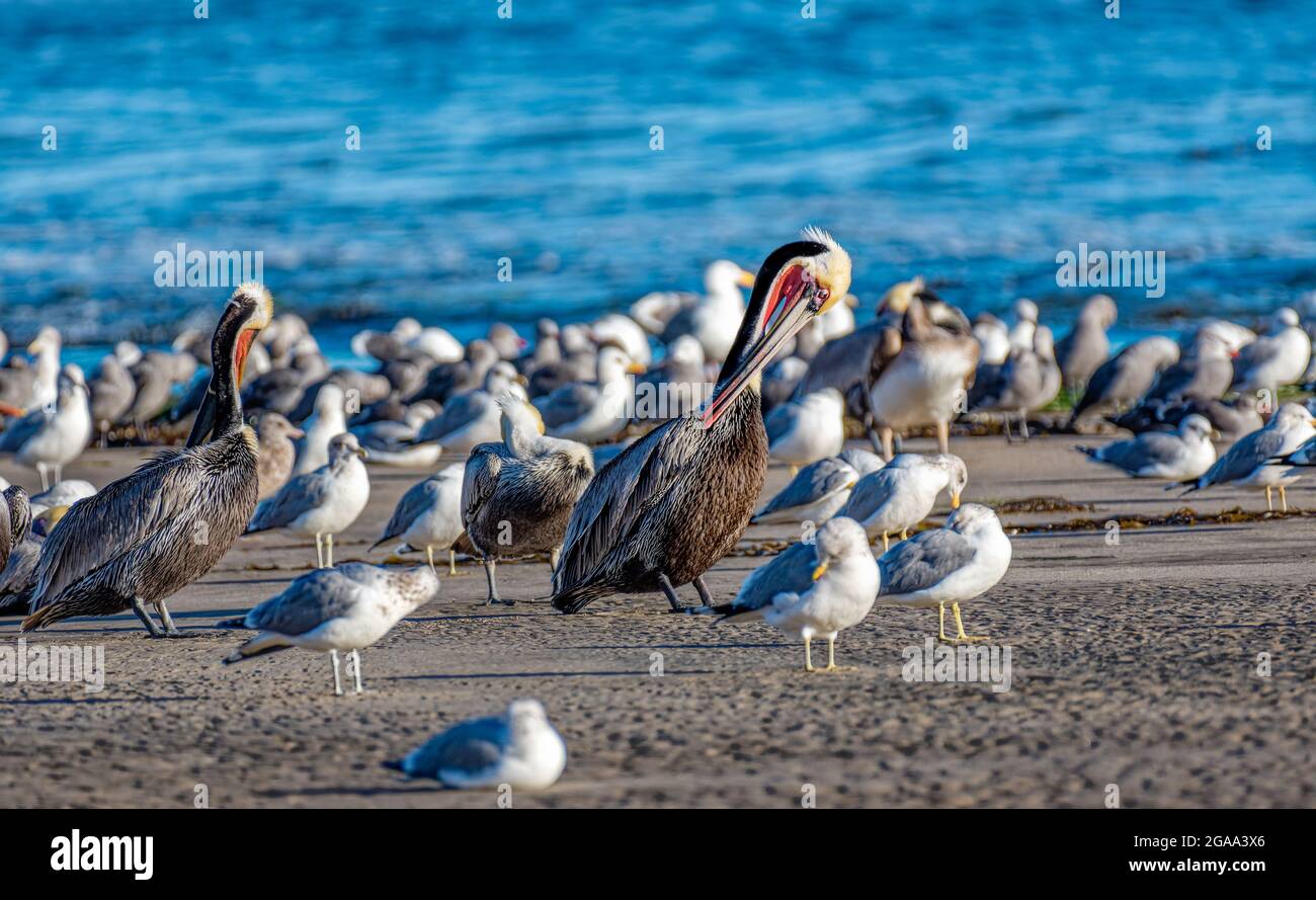 California Brown Pelican ( Pelecanus occidentalis californicus) in ...