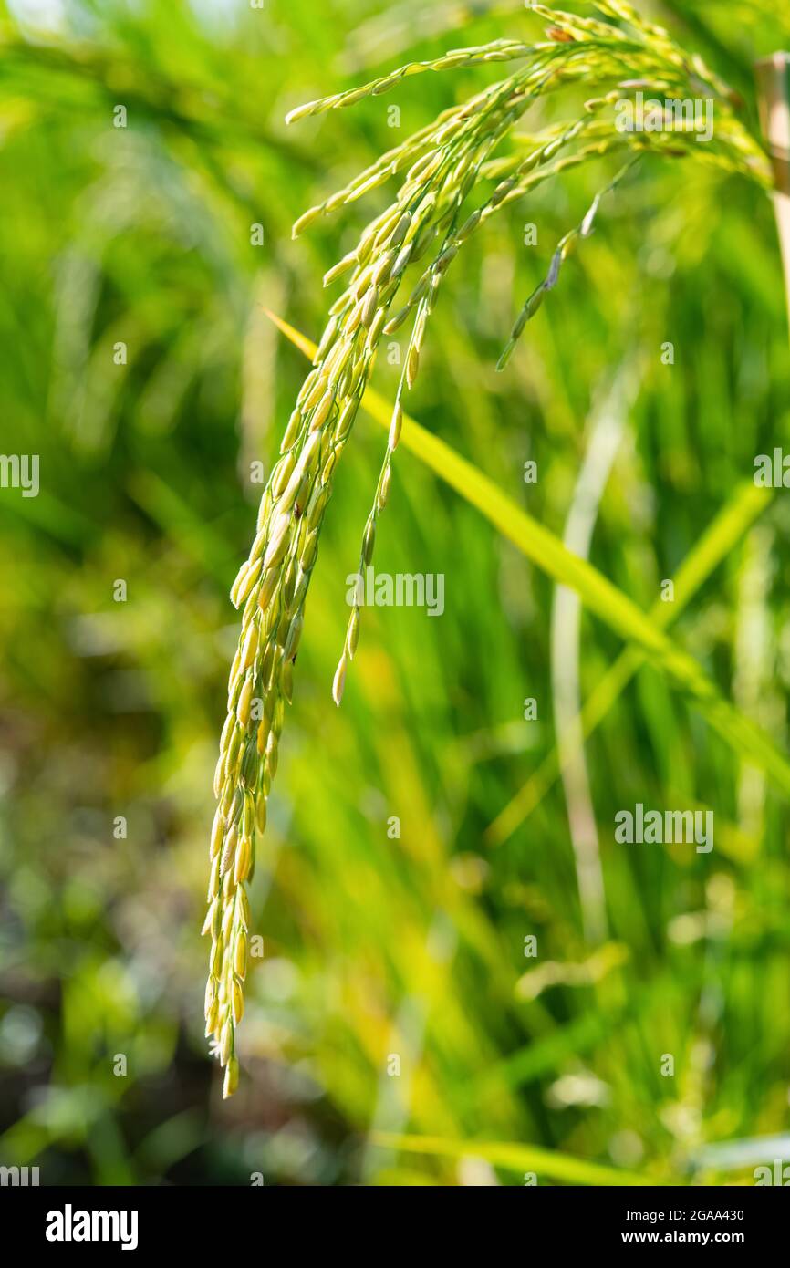 semi-mature paddy on the field close up vertical composition Stock ...
