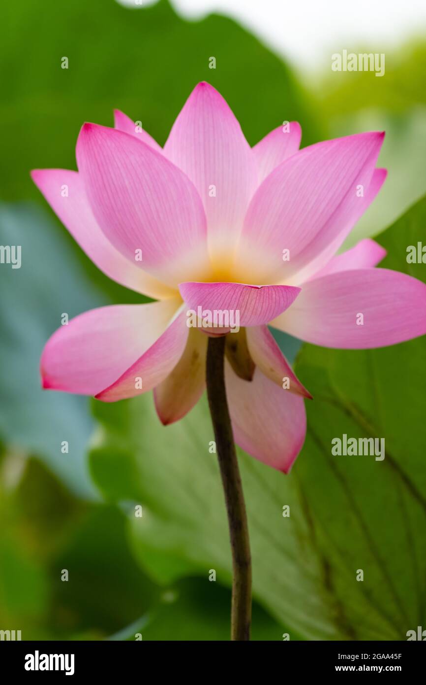 blooming lotus flower at vertical composition Stock Photo - Alamy