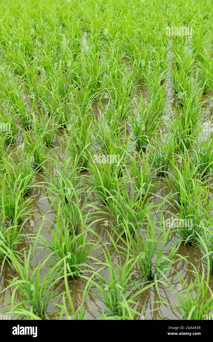 fresh green paddy on the field vertical composition Stock Photo - Alamy