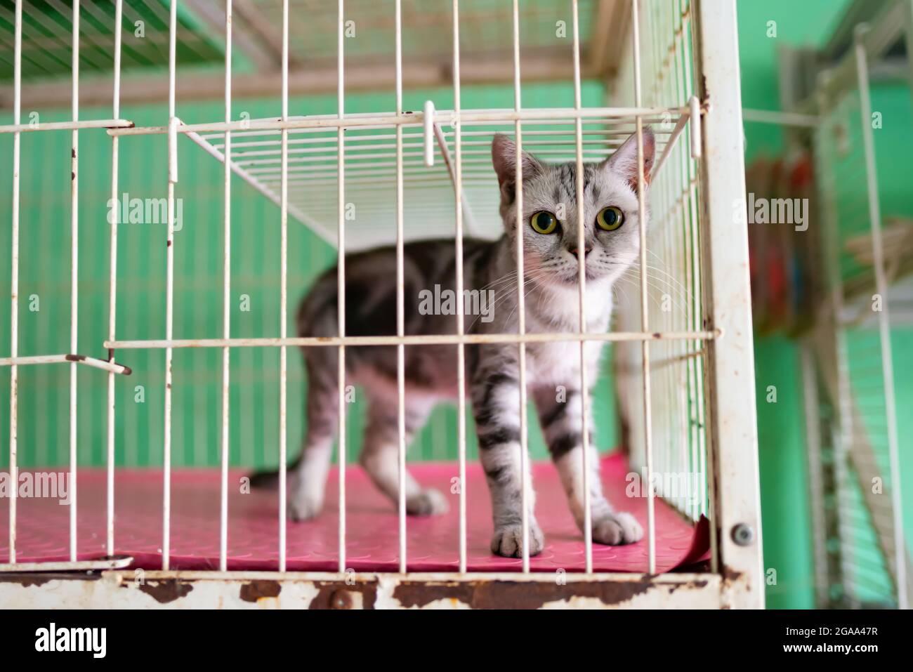 a cute cat with big eyes looking at the camera in a cage Stock Photo ...