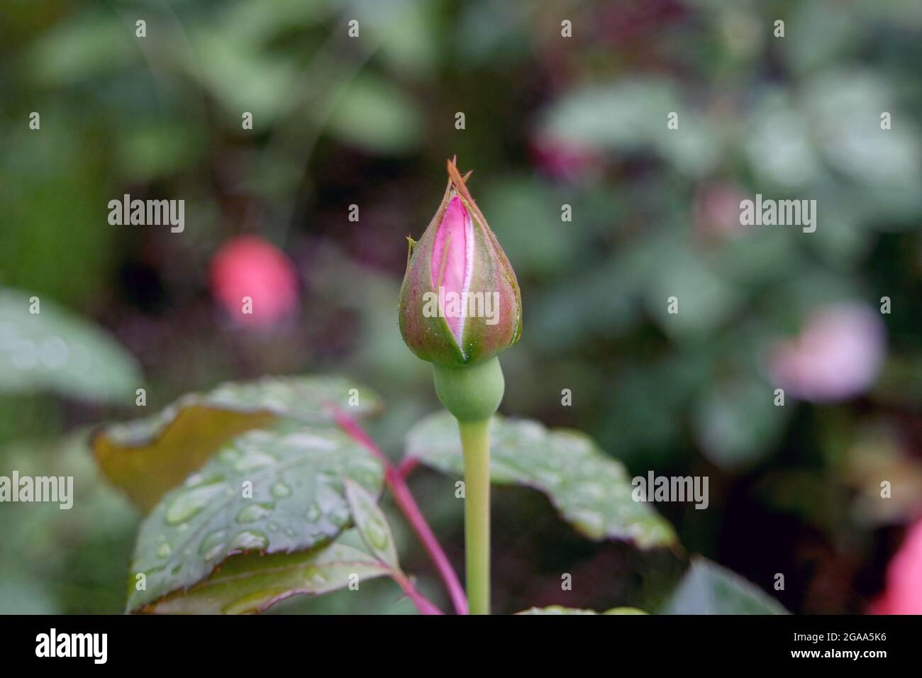 A Baby Rose buds And Leaves Stock Photo - Alamy