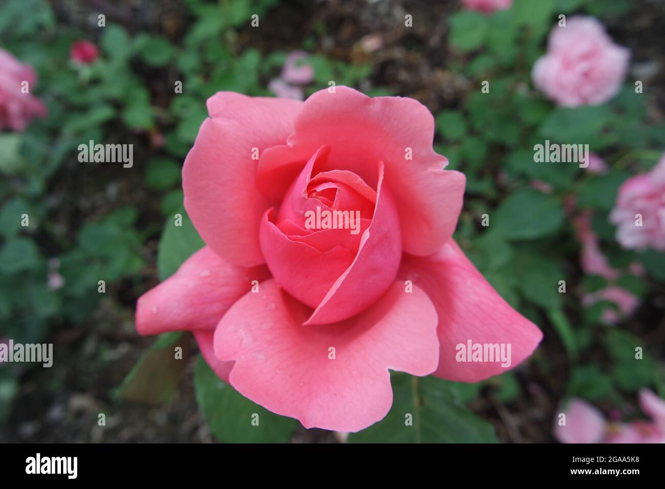 Coral pink rose head hi-res stock photography and images - Alamy