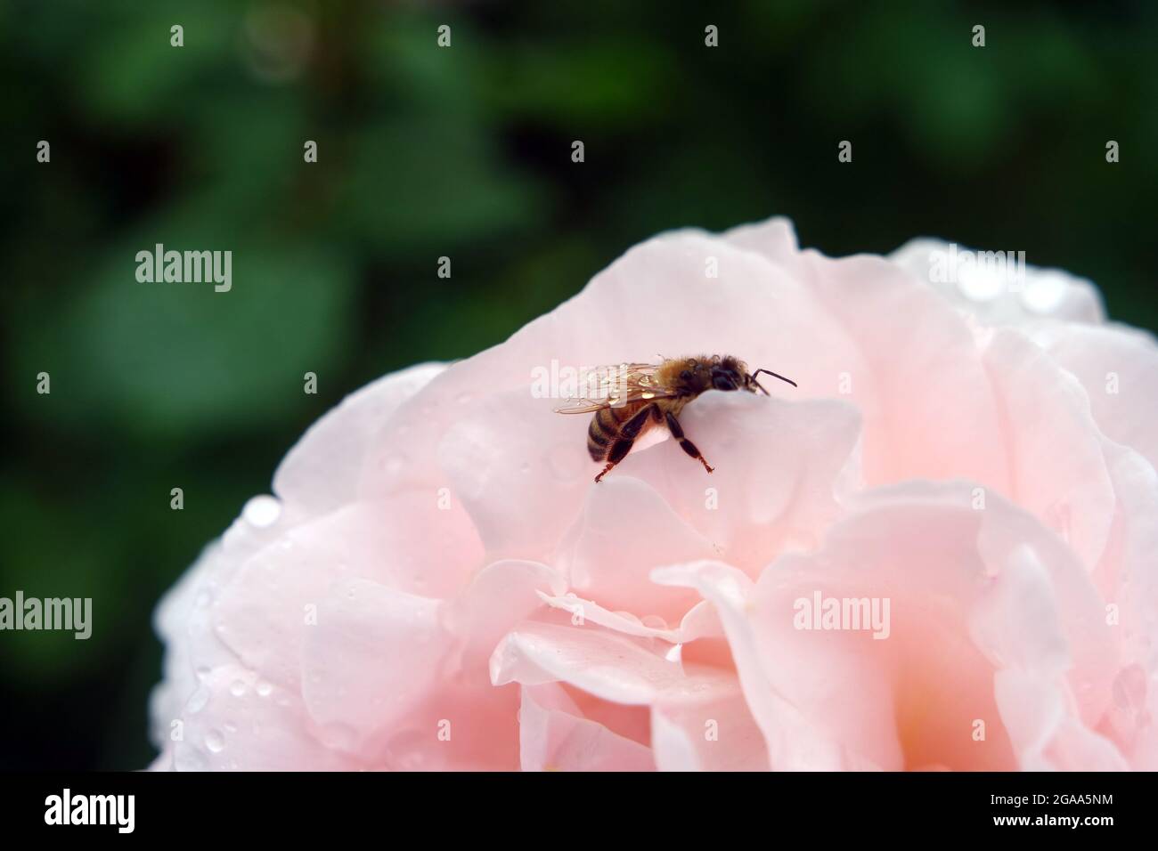 A Wet Honey Bee Rests On A Pink Rose Stock Photo - Alamy