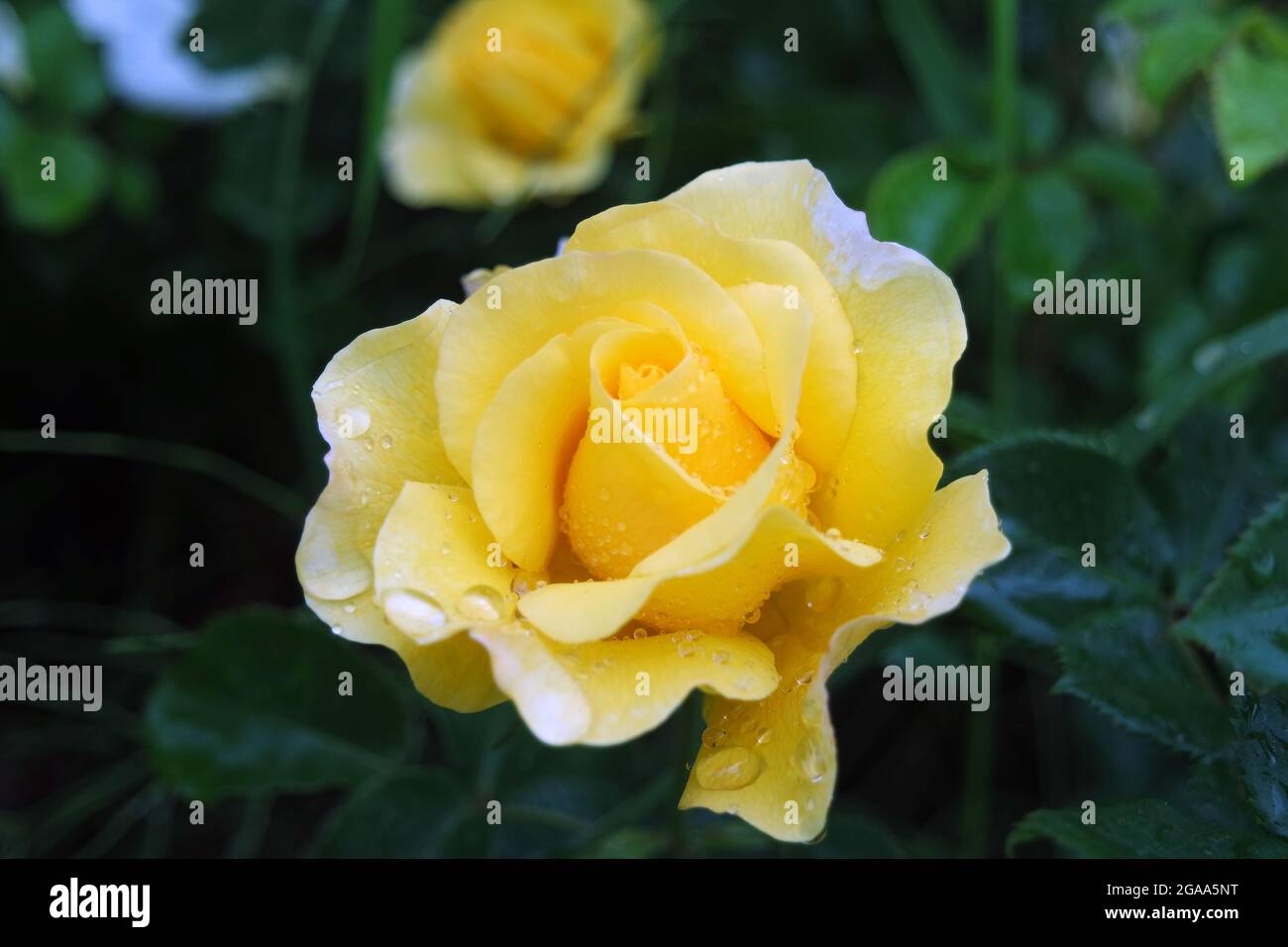 Bright Yellow Rose Flowers With Water Drops Stock Photo - Alamy