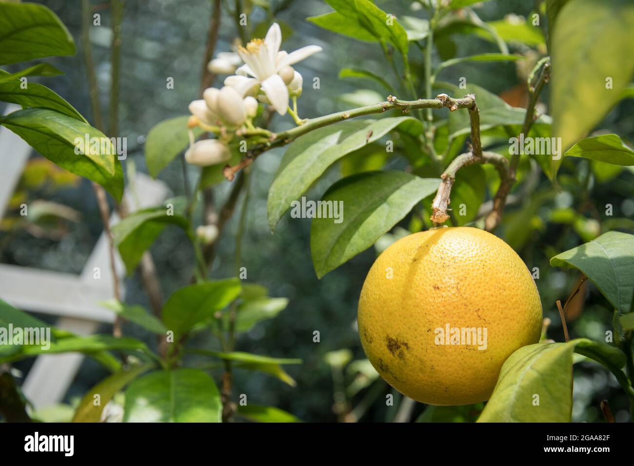 Close up orange fruits ripening on tree. Orange tree garden Stock Photo ...