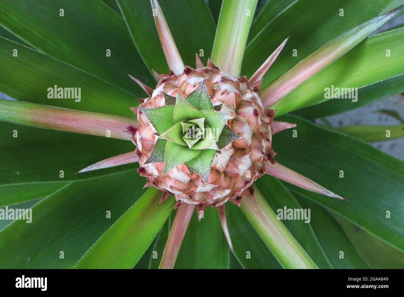 Dwarf pineapple hi-res stock photography and images - Alamy