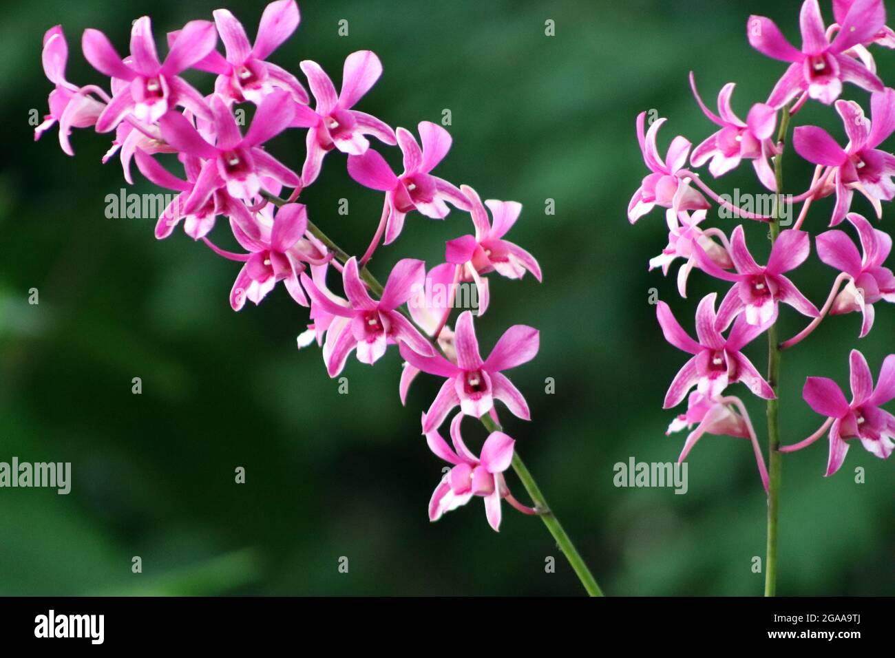 a bunch of purple color flowers on single stalk Stock Photo - Alamy