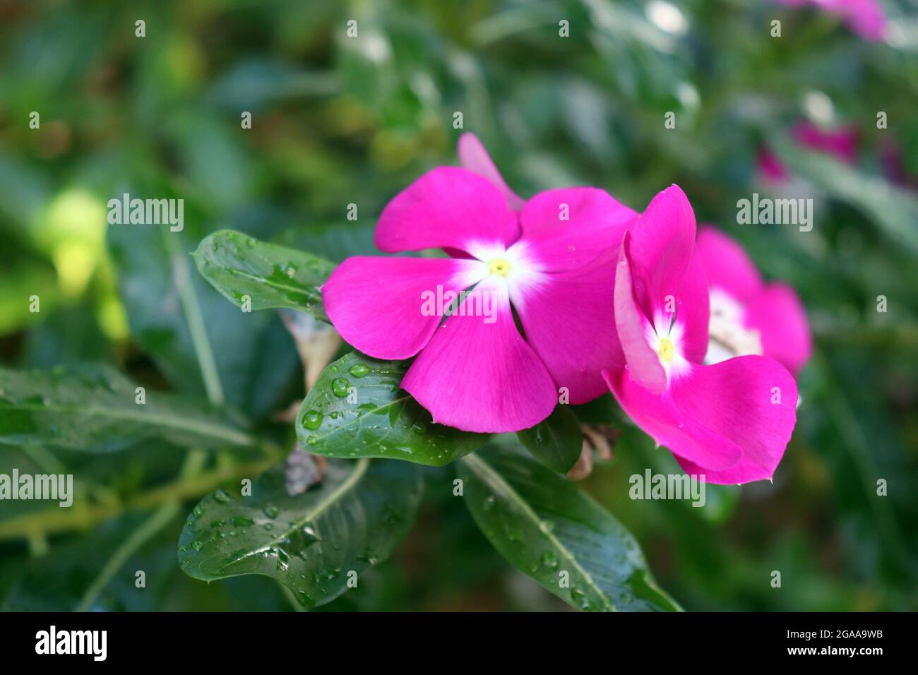 two pink color flowers together Stock Photo - Alamy