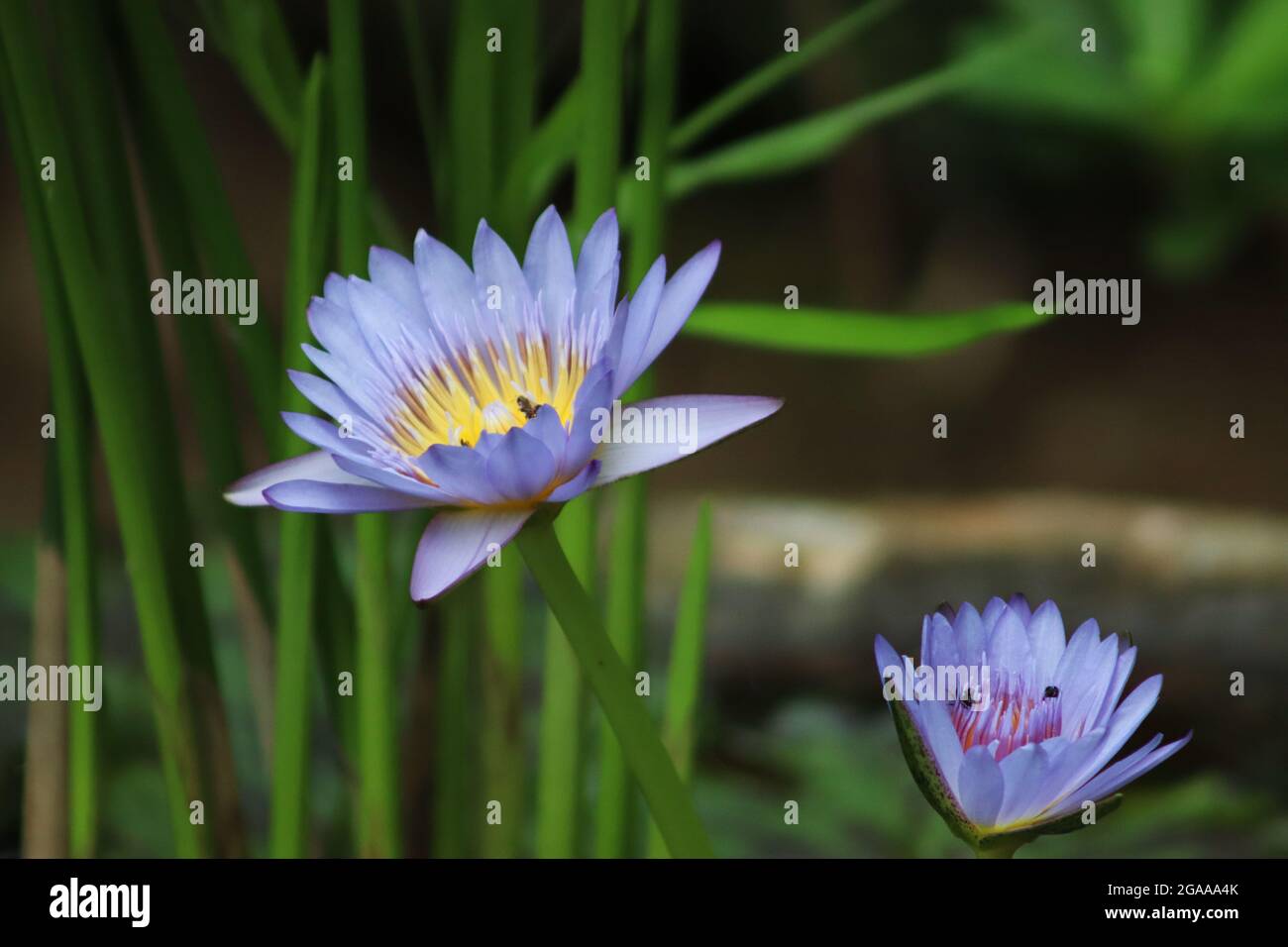 Lilies bloom hi-res stock photography and images - Alamy