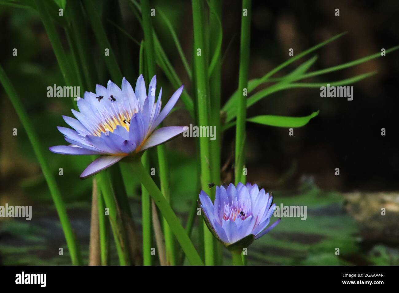 blue lilies bloom in the morning Stock Photo - Alamy
