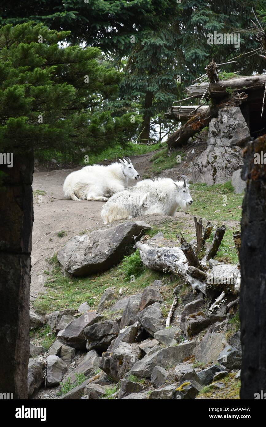 Seattle's iconic Woodland Park Zoo Stock Photo - Alamy