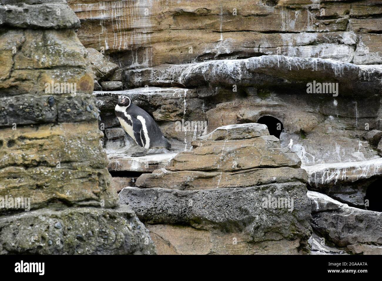 Seattle's iconic Woodland Park Zoo Stock Photo - Alamy