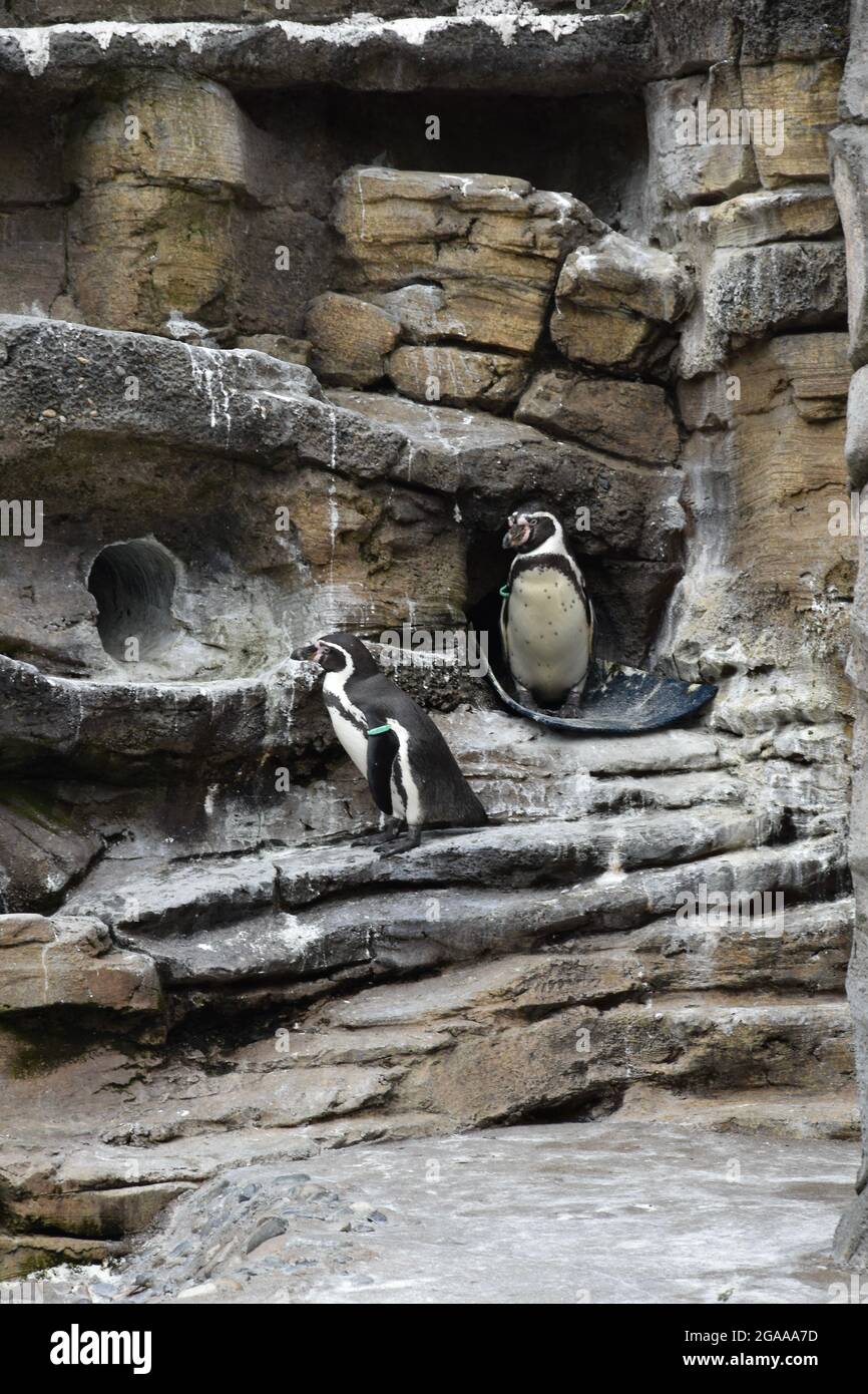 Washington zebra at woodland park zoo hi-res stock photography and ...