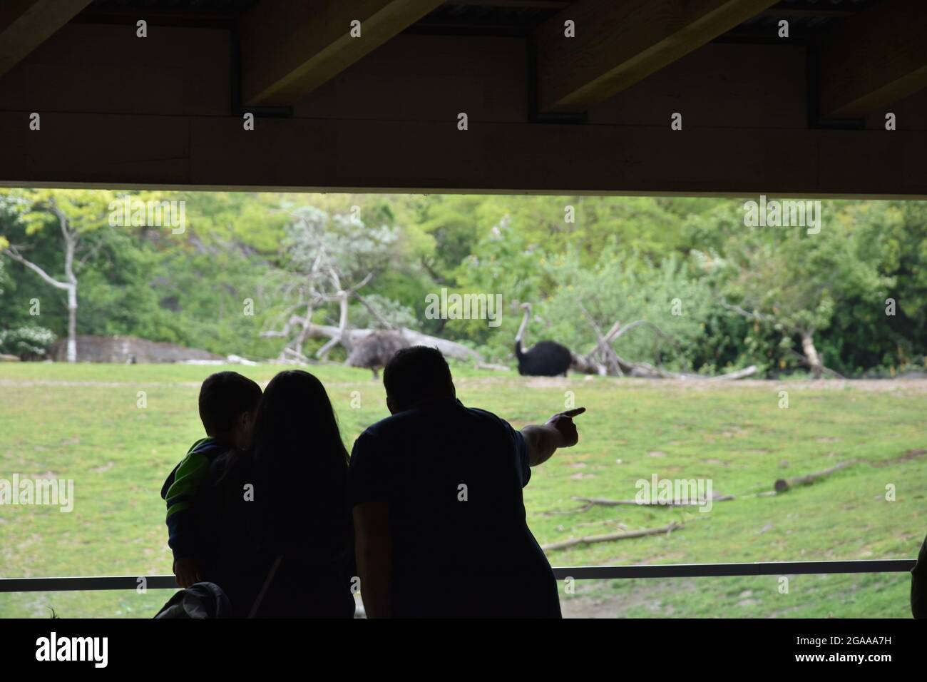 Seattle's iconic Woodland Park Zoo Stock Photo - Alamy
