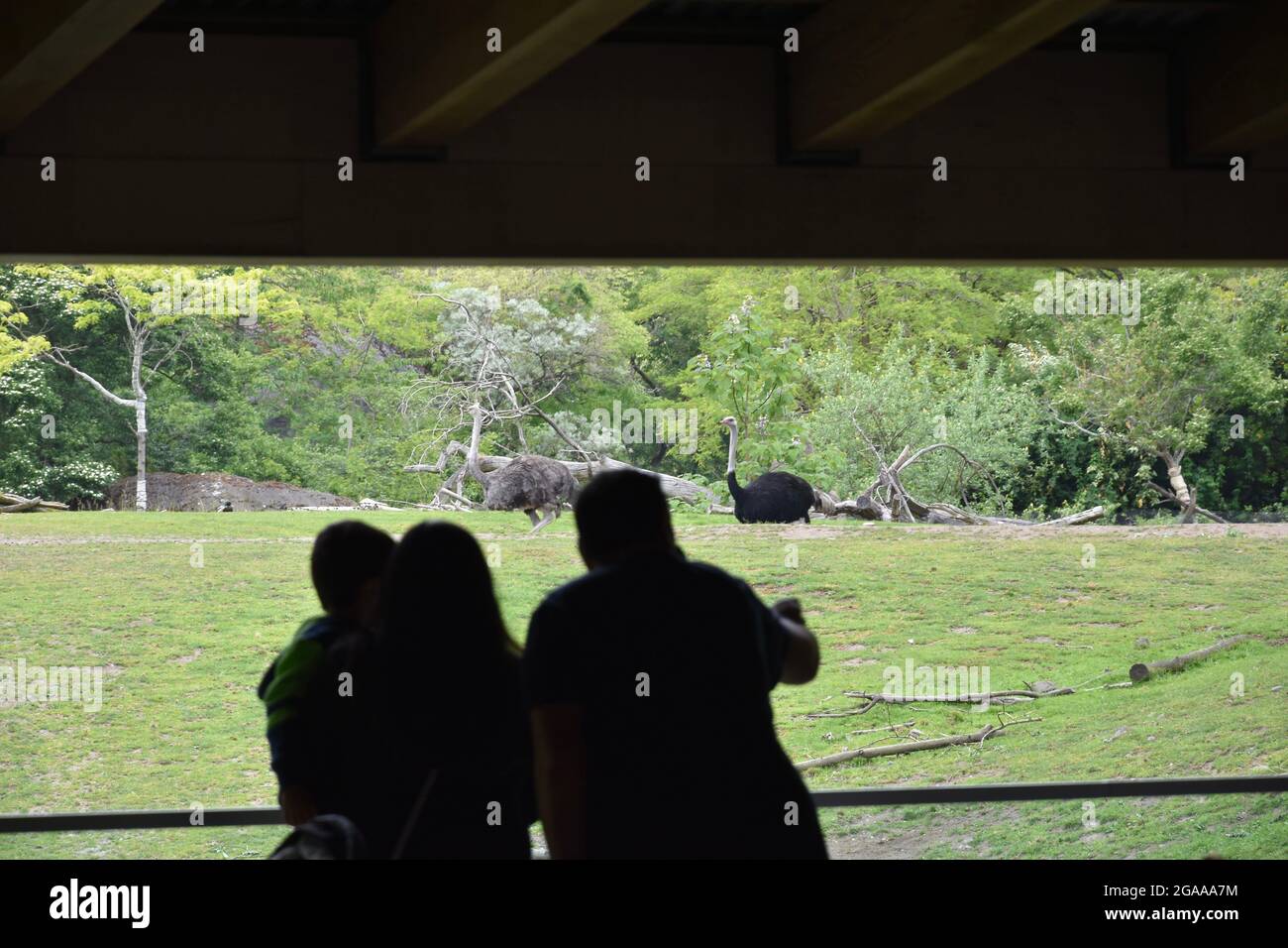 Seattle's iconic Woodland Park Zoo Stock Photo - Alamy