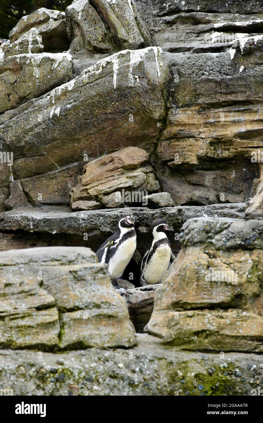Seattle's iconic Woodland Park Zoo Stock Photo - Alamy