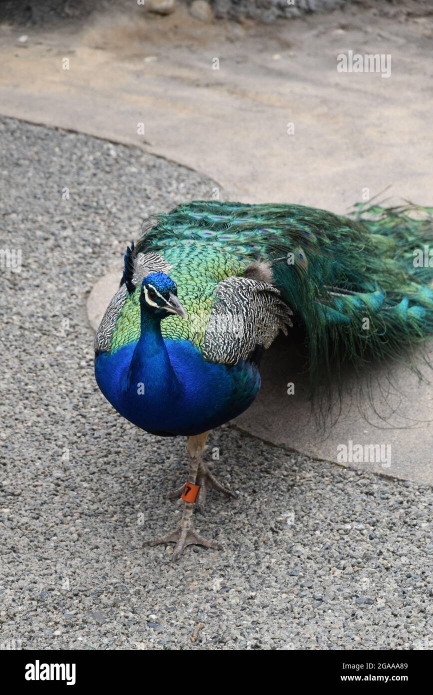 Seattle's iconic Woodland Park Zoo Stock Photo - Alamy