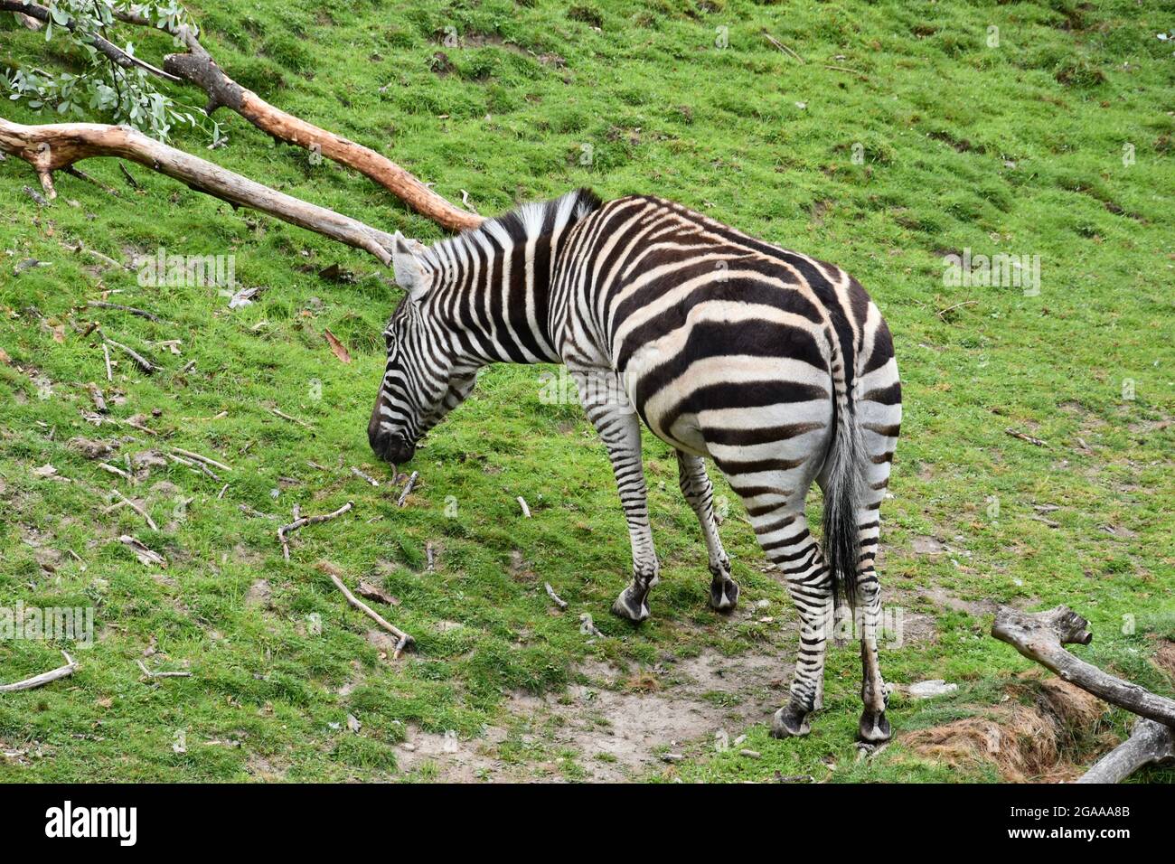 Seattle's iconic Woodland Park Zoo Stock Photo - Alamy