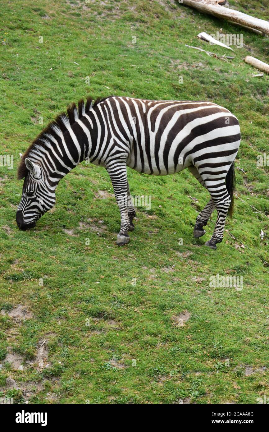 Seattle's iconic Woodland Park Zoo Stock Photo - Alamy