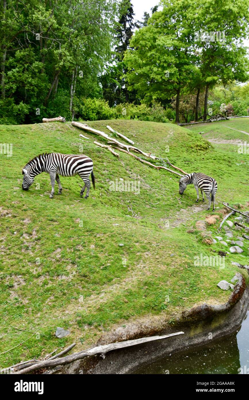 Washington zebra at woodland park zoo hi-res stock photography and ...