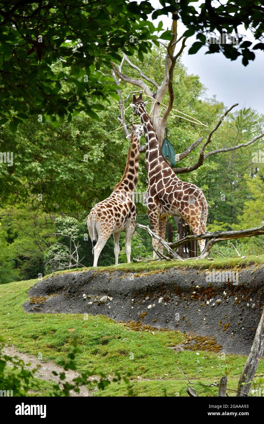 Seattle's iconic Woodland Park Zoo Stock Photo - Alamy