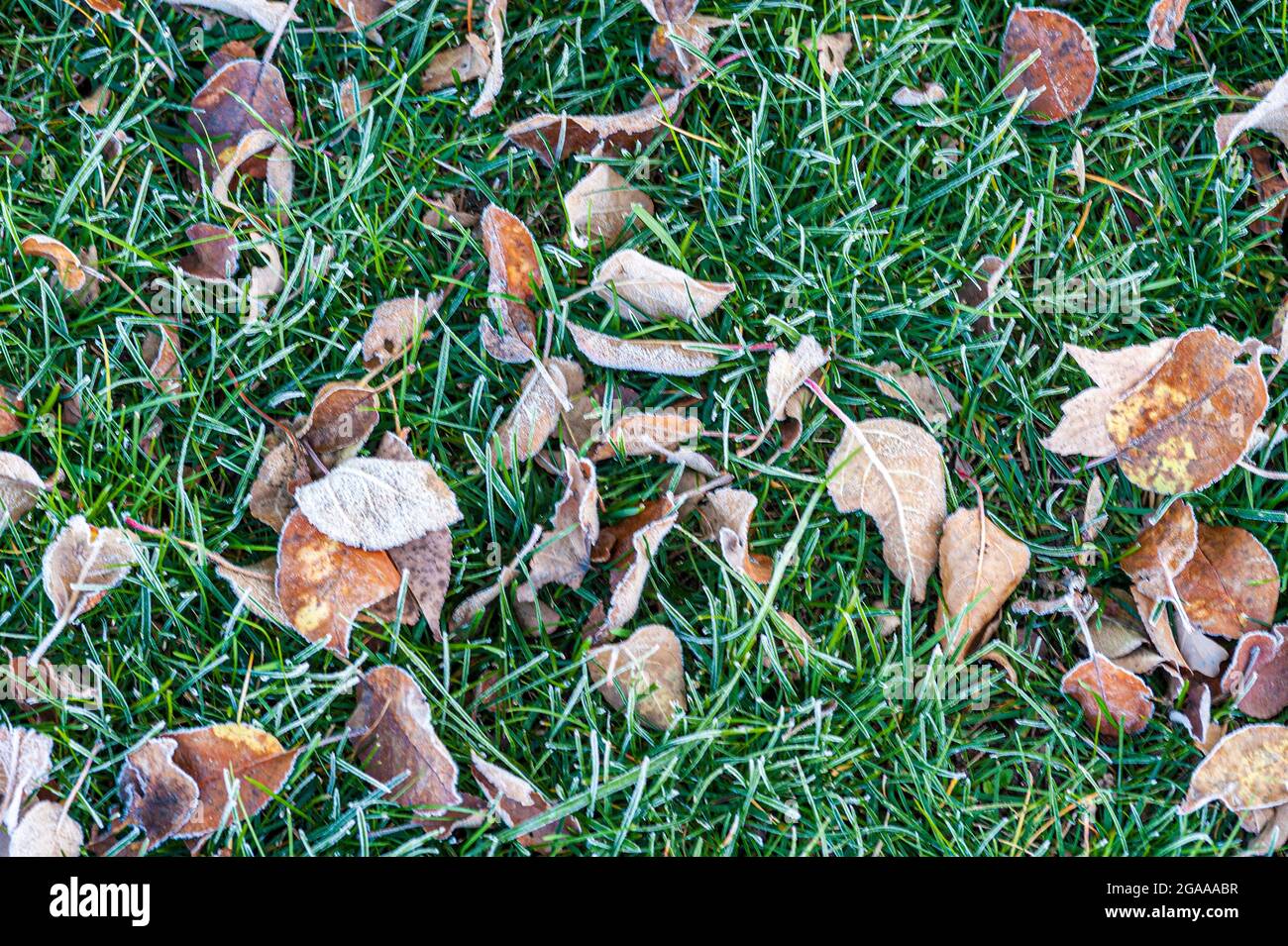 Decomposing leaves hi-res stock photography and images - Alamy