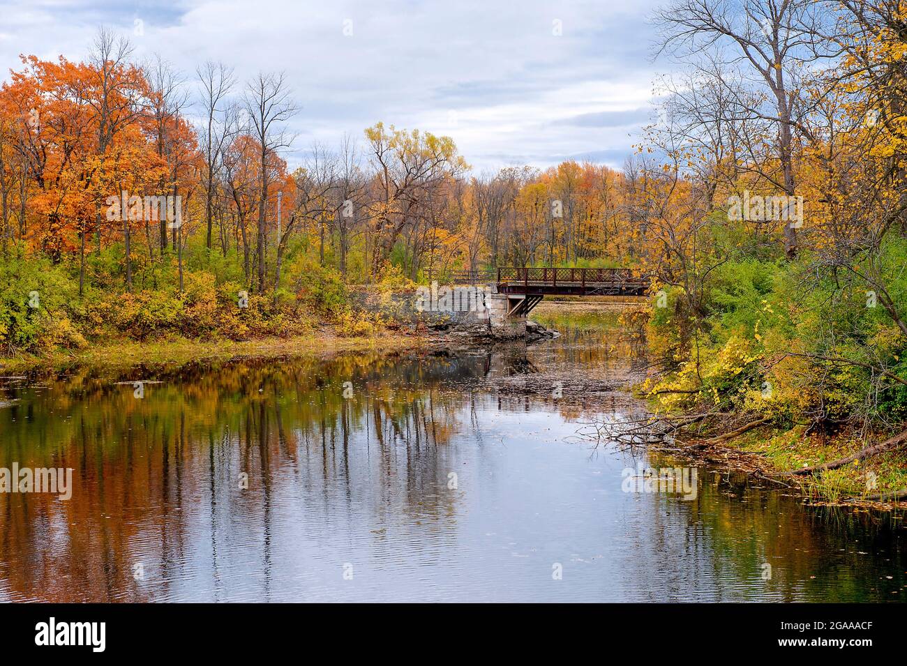 Canadian maple trees hi-res stock photography and images - Alamy