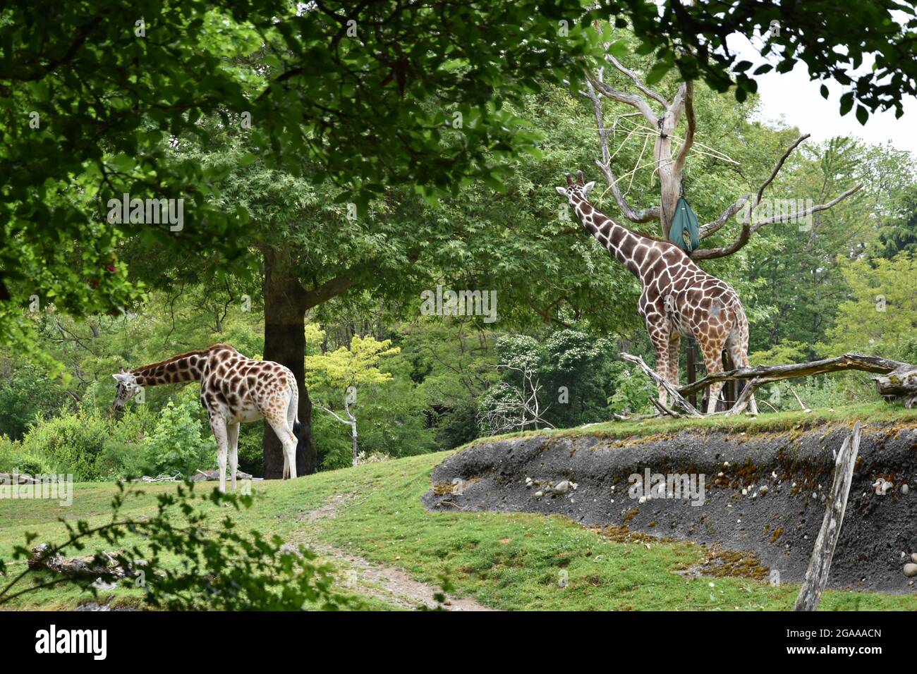 Seattle's iconic Woodland Park Zoo Stock Photo - Alamy