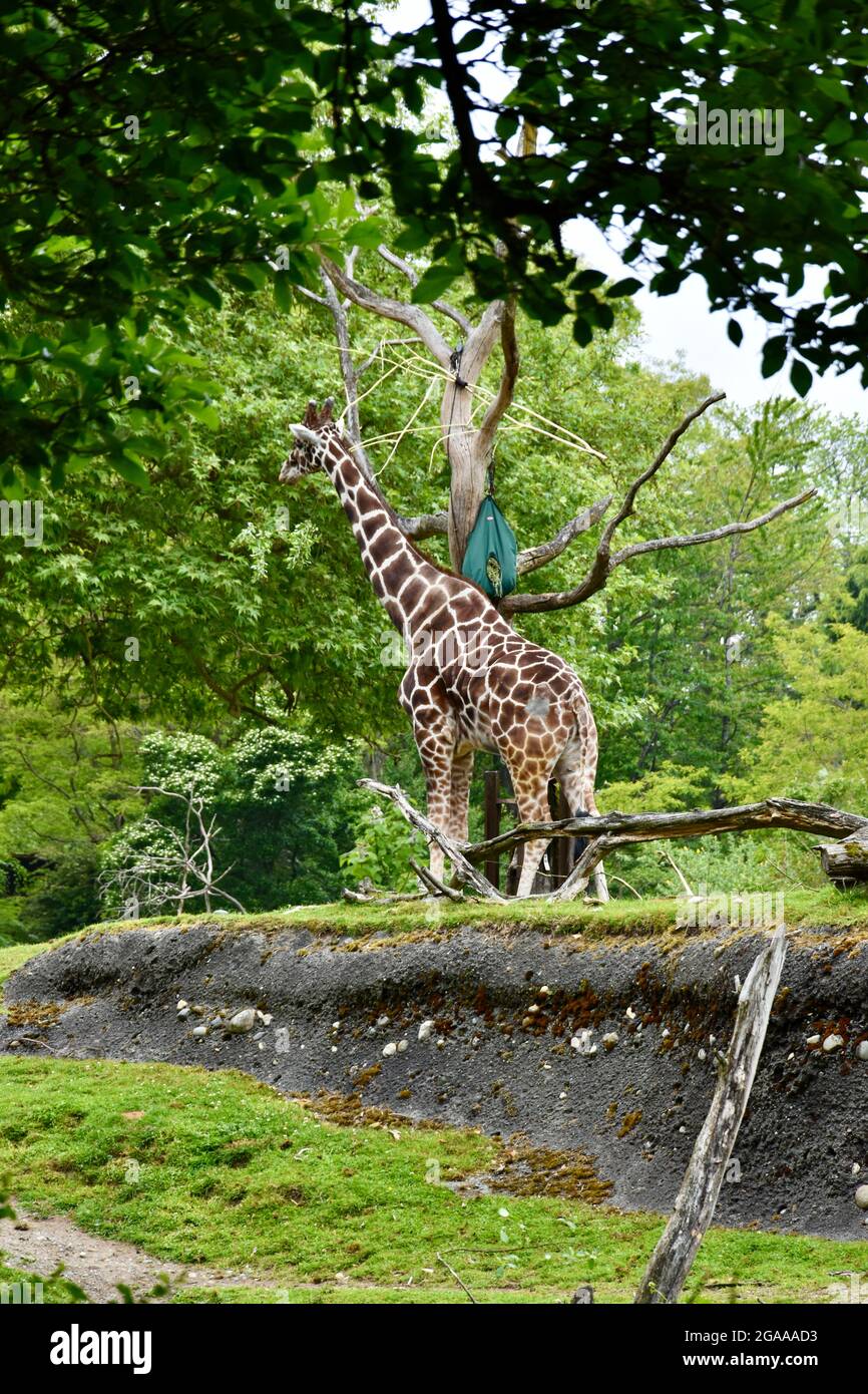 Seattle's iconic Woodland Park Zoo Stock Photo - Alamy