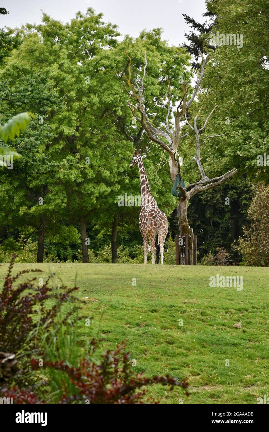 Seattle's iconic Woodland Park Zoo Stock Photo - Alamy
