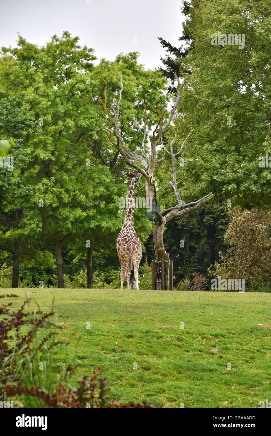 Seattle's iconic Woodland Park Zoo Stock Photo - Alamy