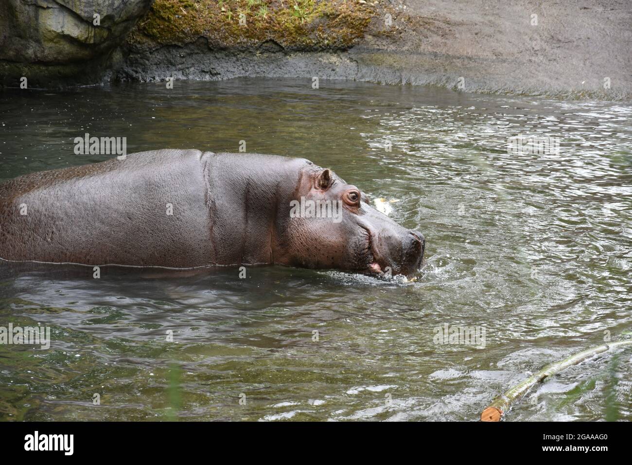 Seattle's iconic Woodland Park Zoo Stock Photo - Alamy