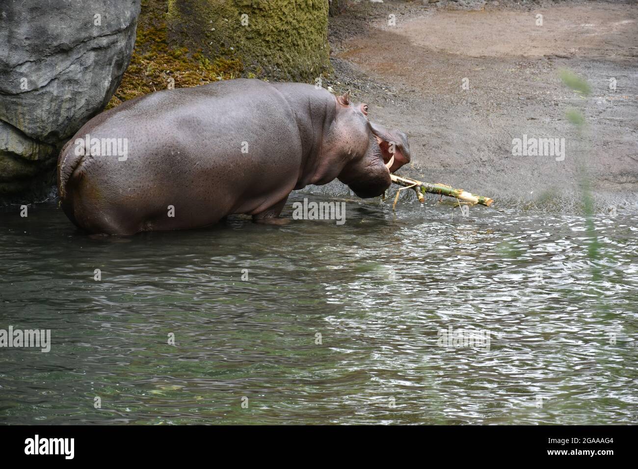 Seattle's iconic Woodland Park Zoo Stock Photo - Alamy