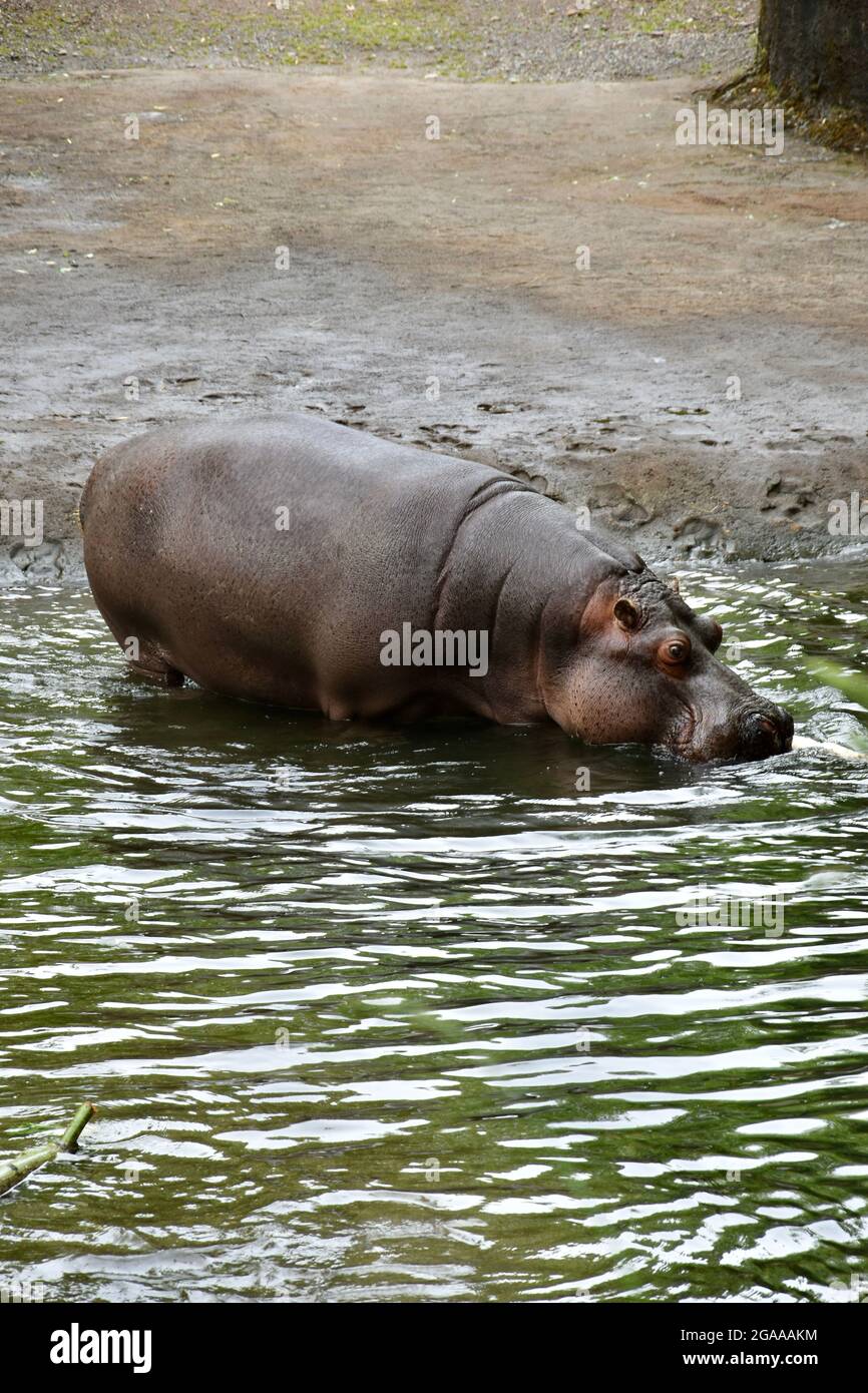 Seattle's iconic Woodland Park Zoo Stock Photo - Alamy